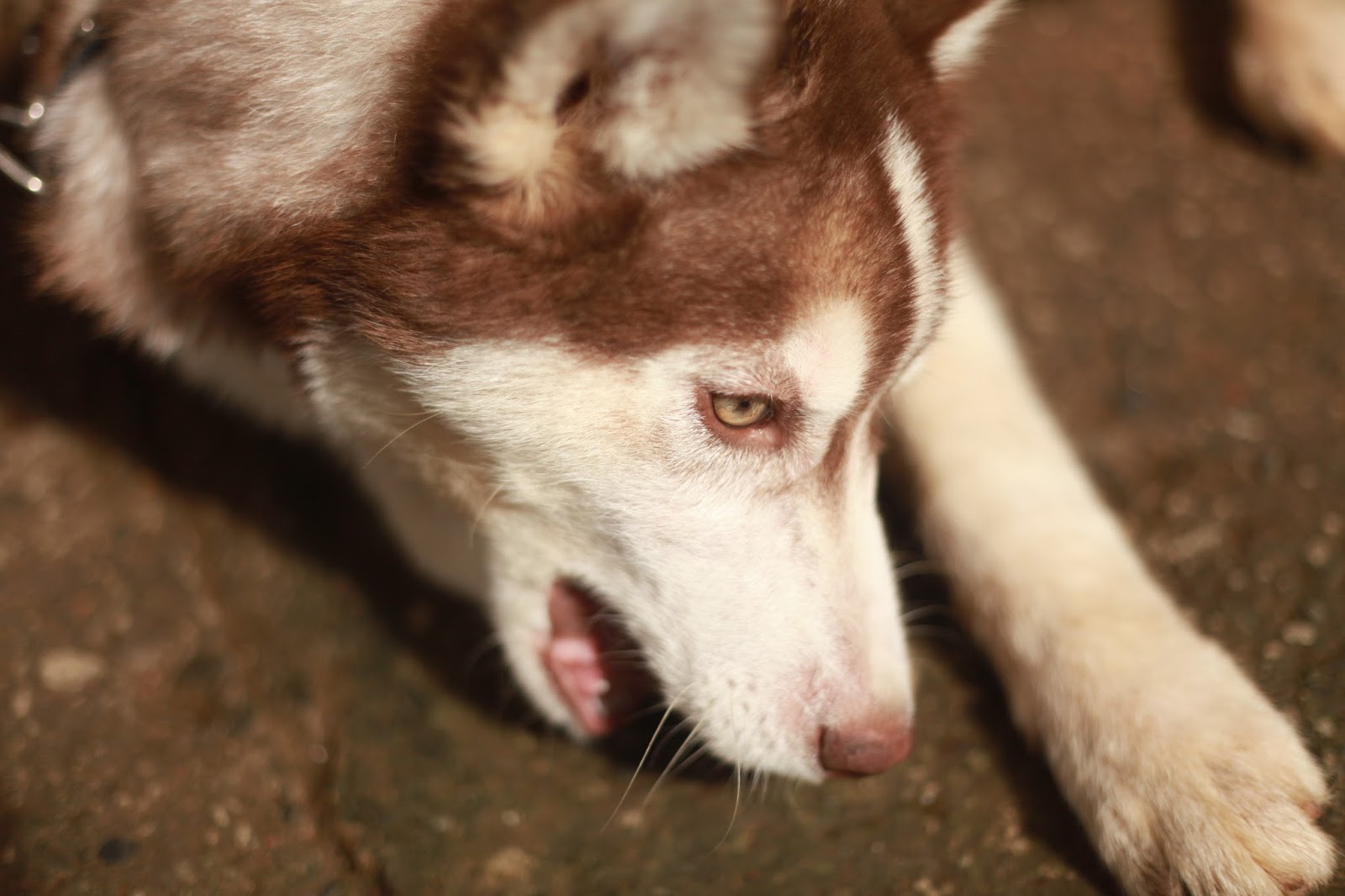 Brown eyed husky side view free picture for commercial use
