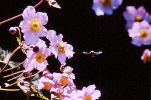 July- Mason Bees are still flying. - Beediverse Mason Bees