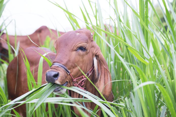 MESIN PAKAN TERNAK AYAM, SAPI, KAMBING, BEBEK, IKAN, PUYUH: JENIS ... MESIN PAKAN TERNAK AYAM, SAPI, KAMBING, BEBEK, IKAN, PUYUH: JENIS ...