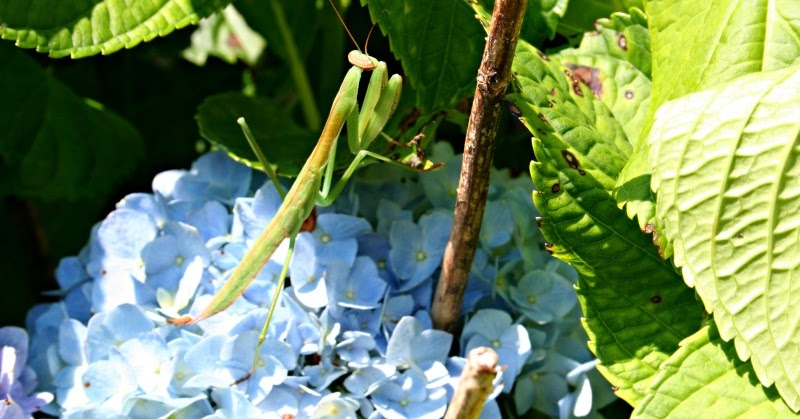 Gardening in the Heart of Virginia: Hydrangea Care