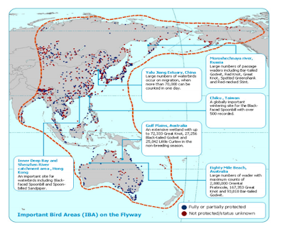 Dr Mat: The East Asia/Australasia Flyway extends from Arctic Russia and ...