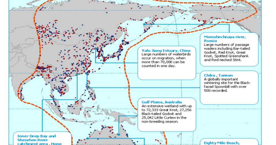 Dr Mat: The East Asia/Australasia Flyway extends from Arctic Russia and ...