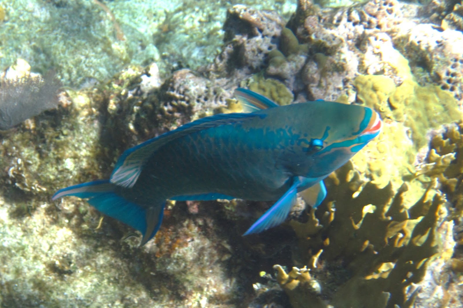 Linward: Roatan - 2012