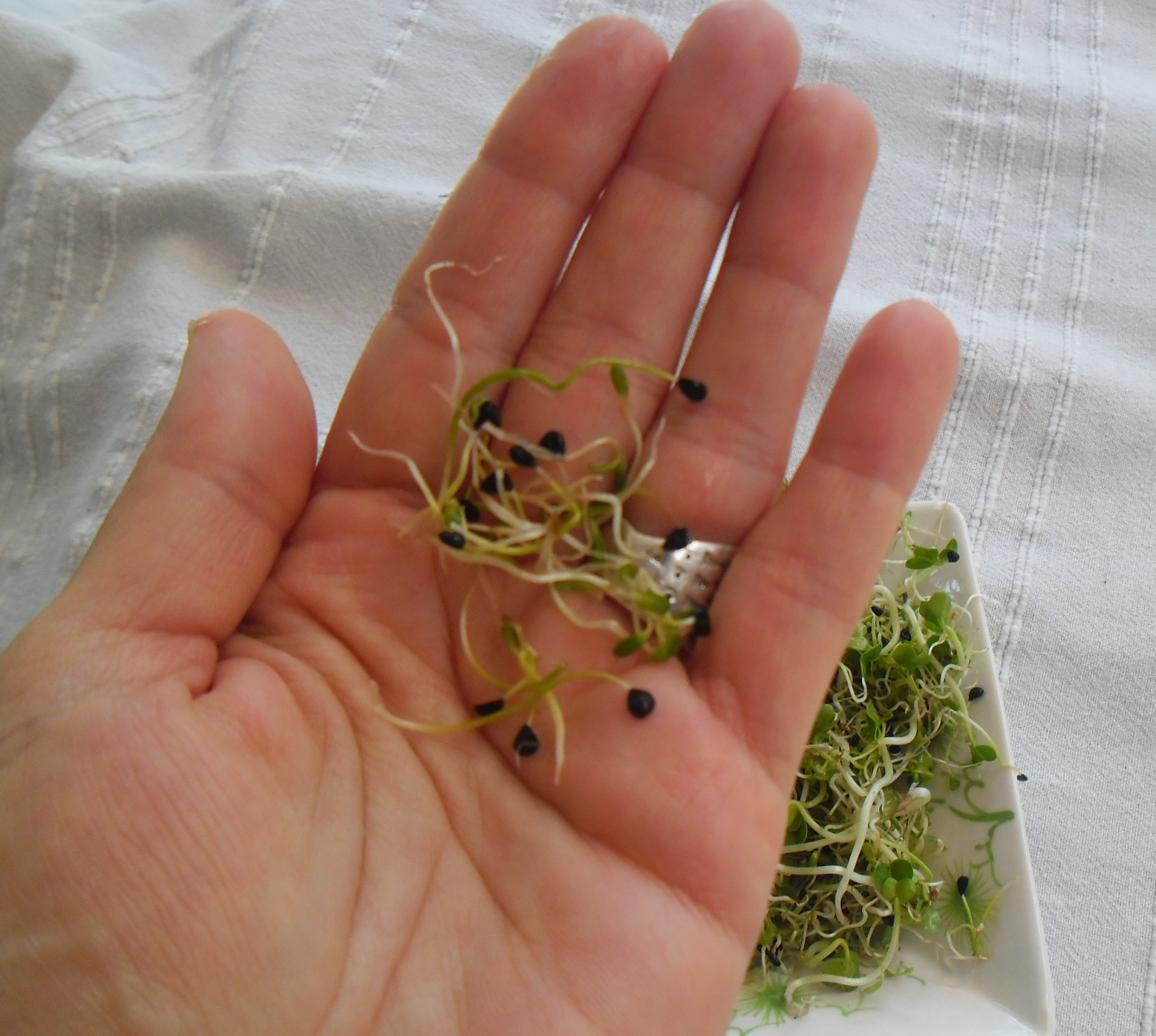 Sprout Out and Live!: Sprouting Chives