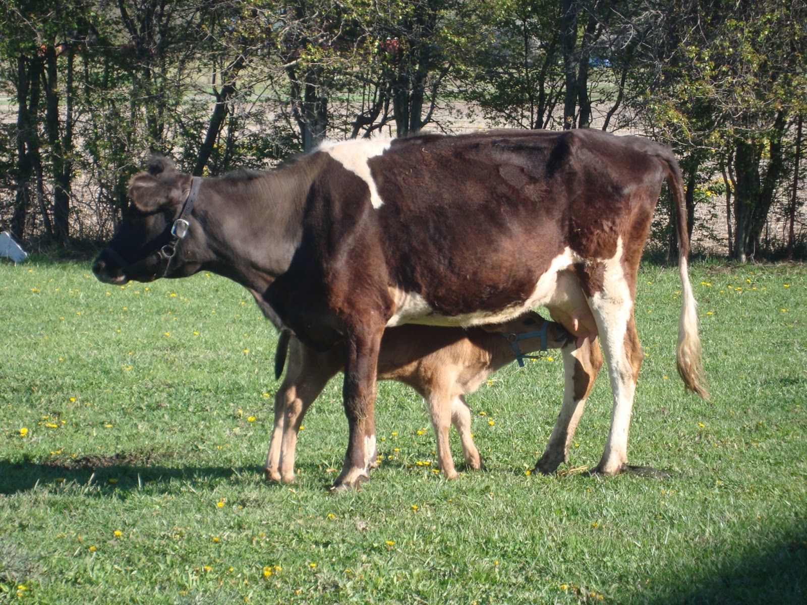 The Nikiverse: basic bovine anatomy