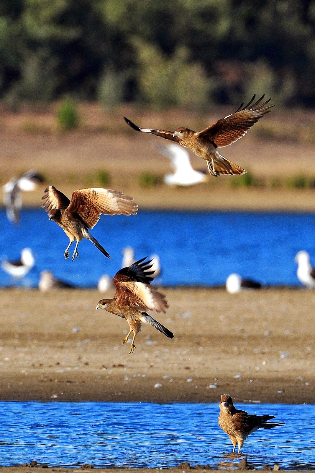 Pájaros, Pajarracos: marzo 2014