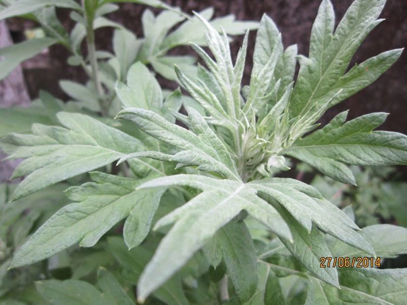 TITEPATI : one of the most used plants by Kirati Khambu people - वीर गोरखा