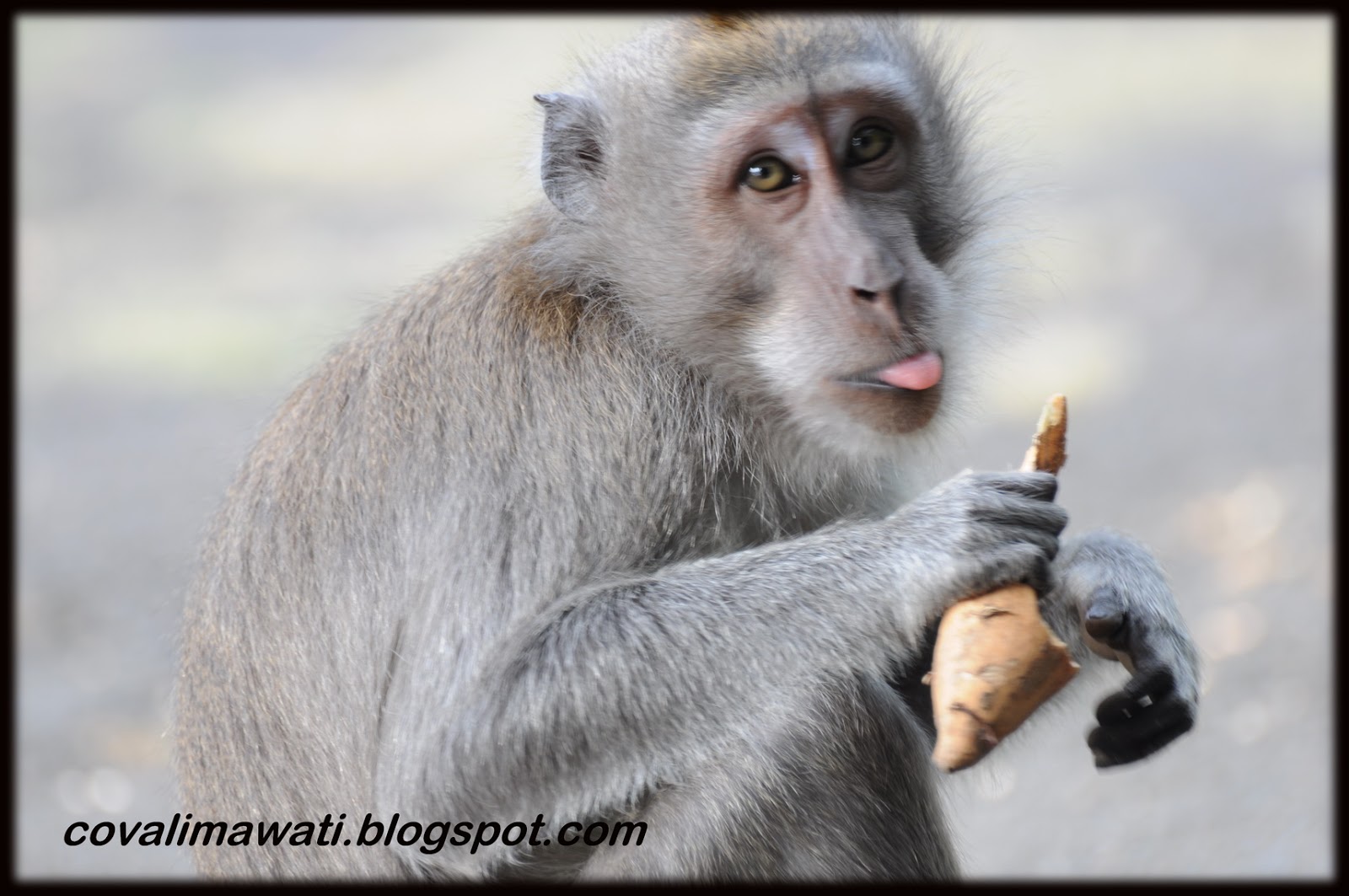 tempat wisata di indonesia: Berkawan dengan Monyet