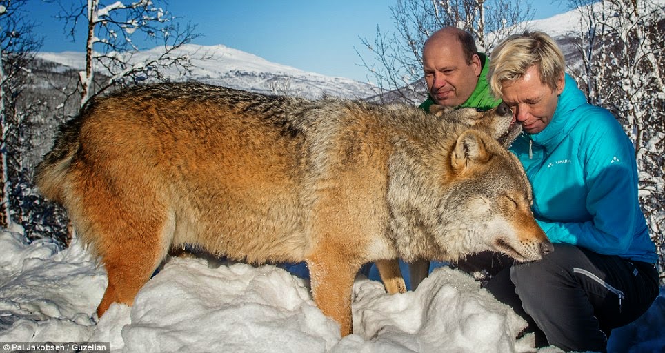 Un tierno e inusual encuentro entre zorros árticos, lobos y humanos ...