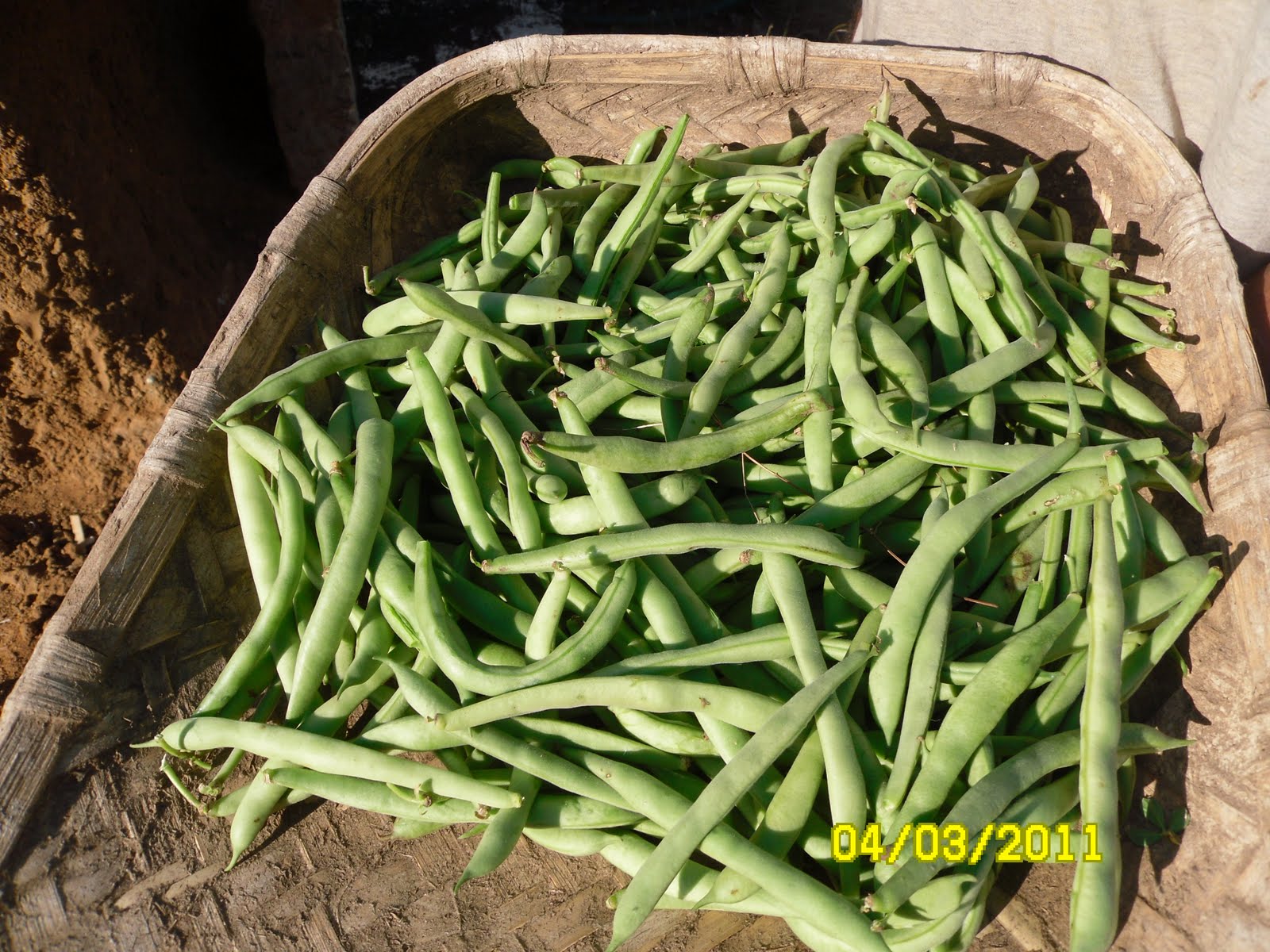 Farm, yeah: cabbage and beans