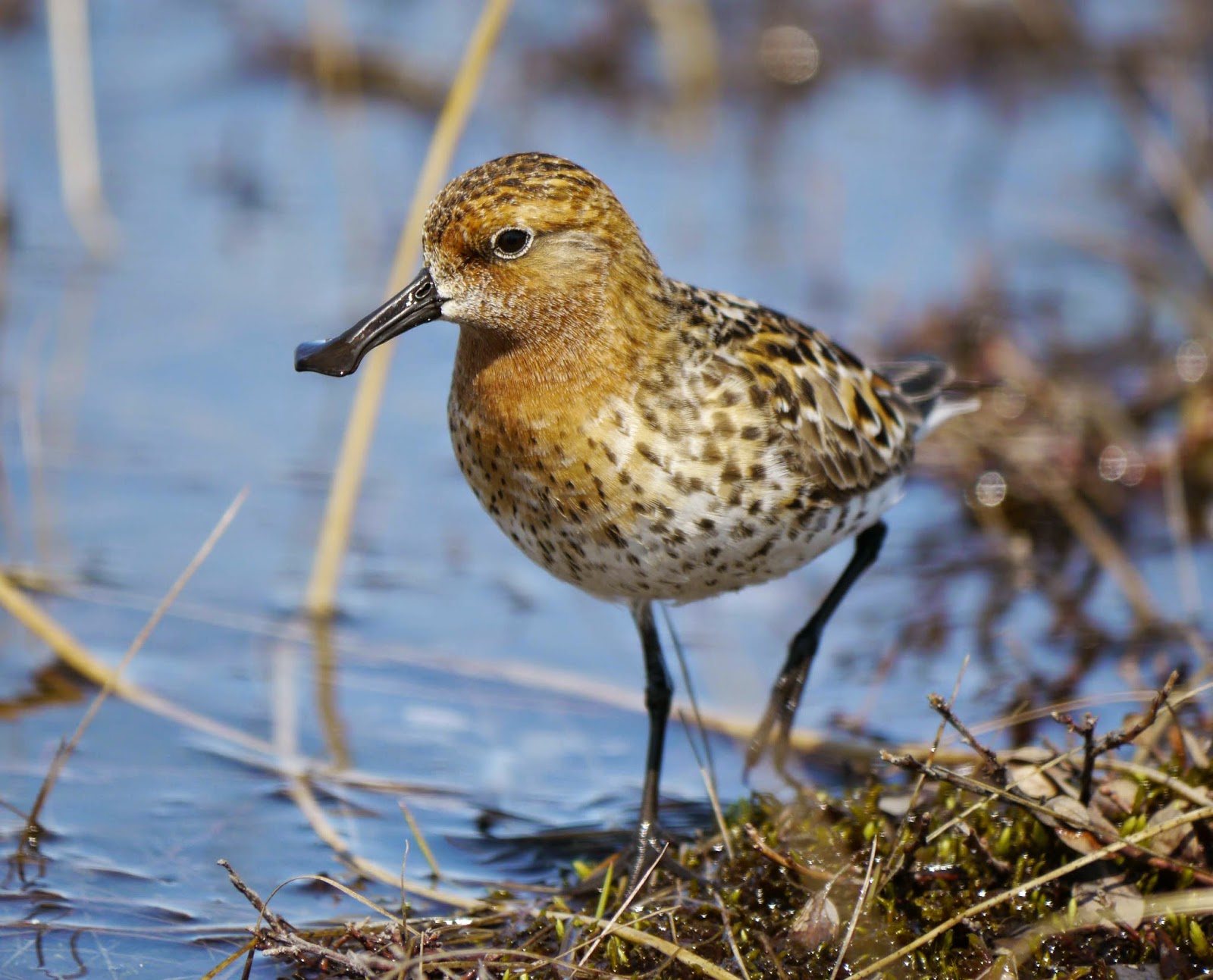 AMBIENTS NATURALS: TERRIT BECPLANER (Eurynorhynchus pygmeus)