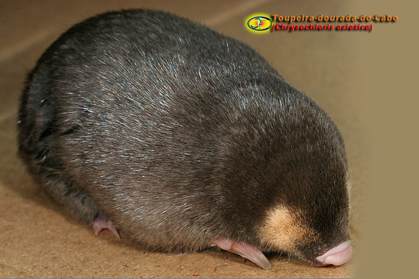 Mamíferos: Toupeira-dourada-do-Cabo (Chrysochloris asiatica)
