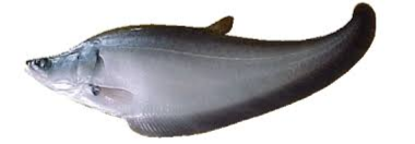 Media Penyuluhan Perikanan