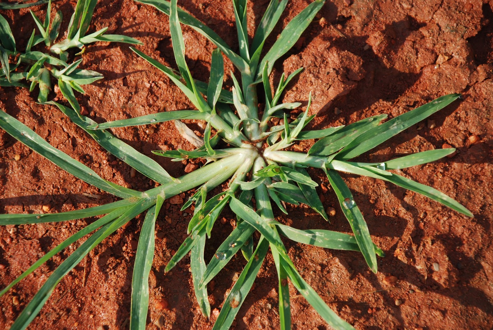 Purdue Turf Tips Weed Of The Month For July 2013 Is Goosegrass