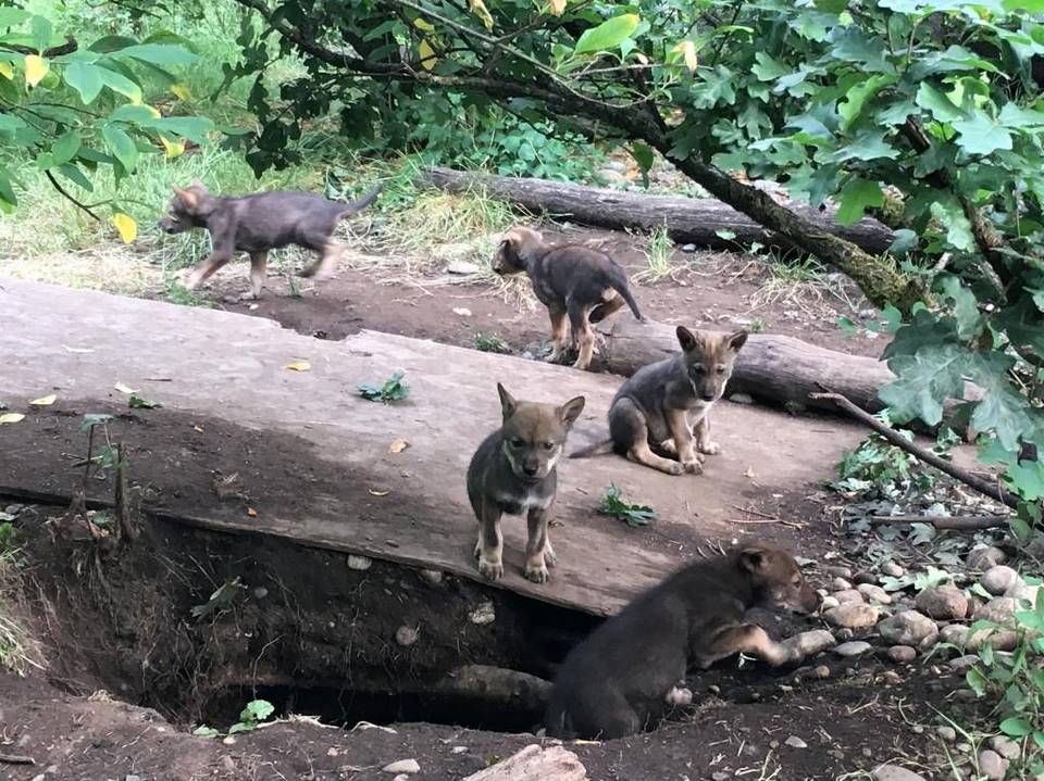 White Wolf : First Howls: Rare Red Wolf Pups Venture Out Of Den