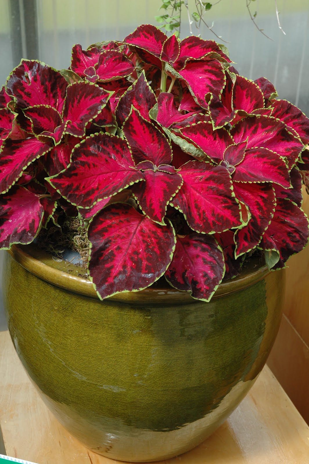 Ornamentals News: California Spring Trials – Tuesday