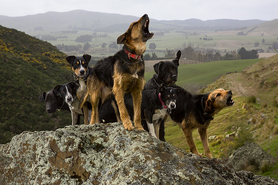 Working Dogs: Fotógrafo retrata a vida de cães que trabalham para ...