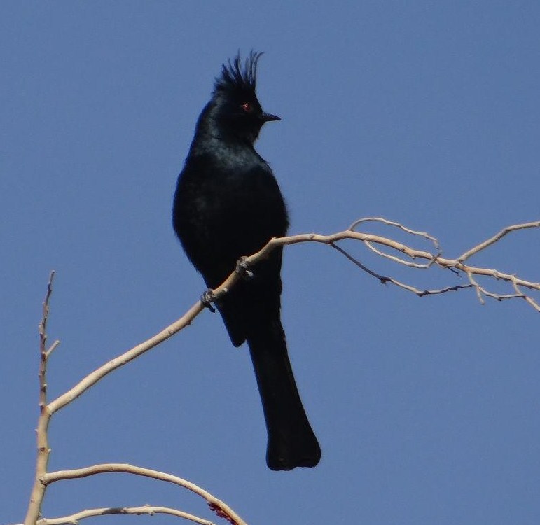 Postcards from Idyllwild: Discovering Joshua Tree National Park - Part 2