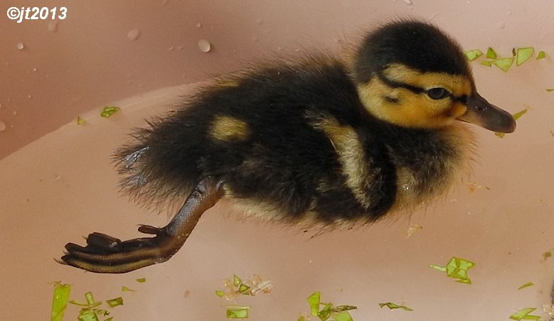 Simply Superb Swans: Duckling & Woody Progress