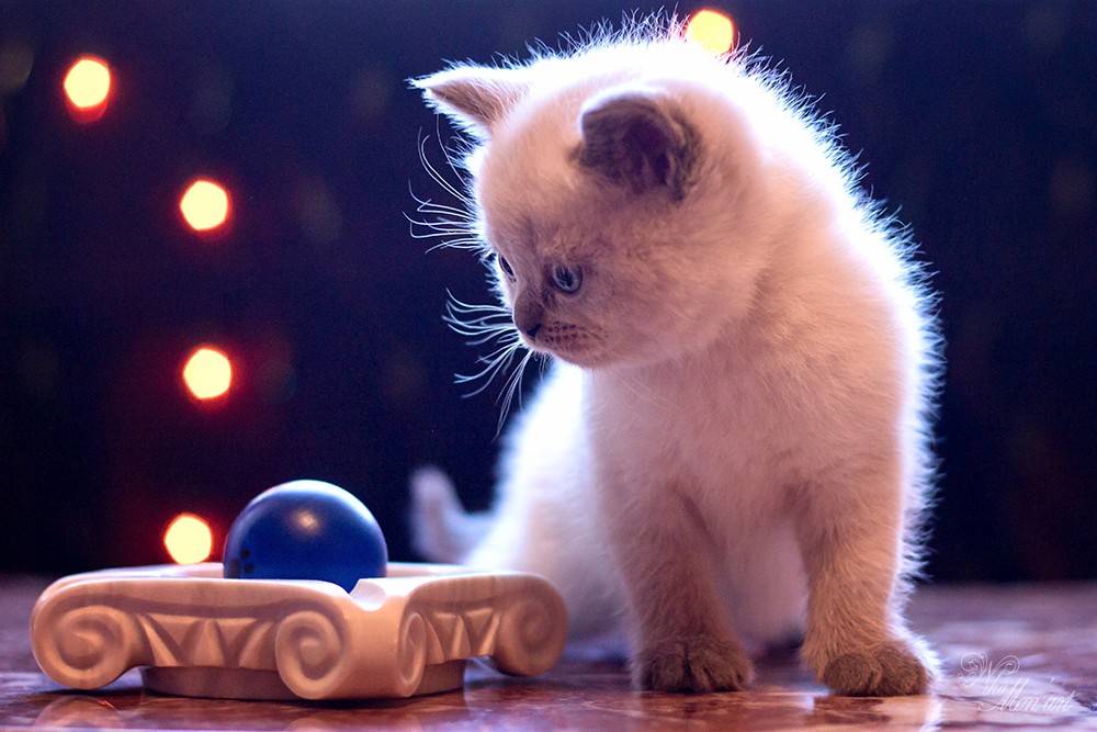 Фотосессия котят