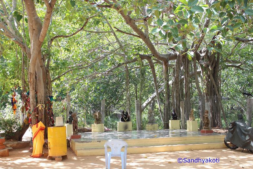 Thimmamma Marrimanu – Indian forest formed by a single tree