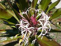 Gardening South Florida Style: Let's see what's blooming in the garden ...