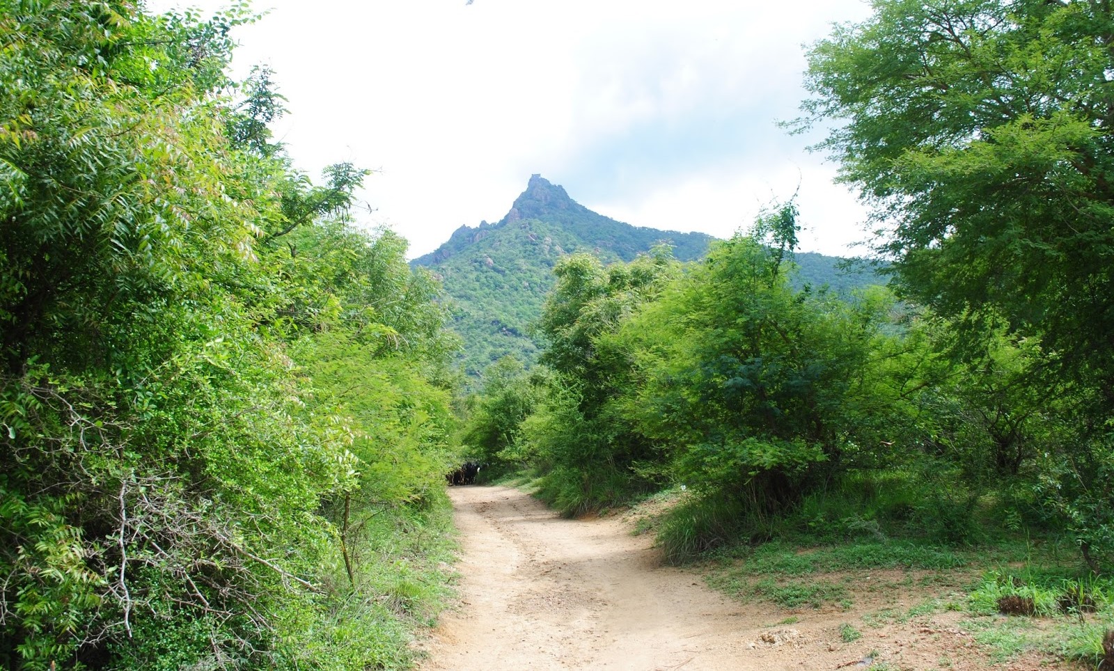 Tamilnadu Tourism: Parvathamalai, Thiruvannamalai