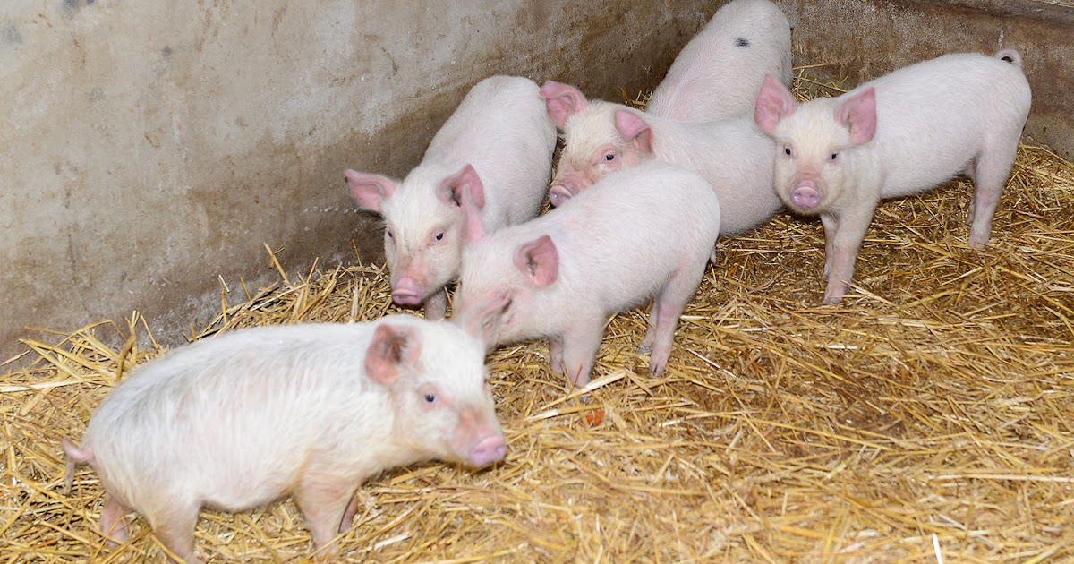 Teesdale Mercury: DNA used to revive ancient breed of pigs