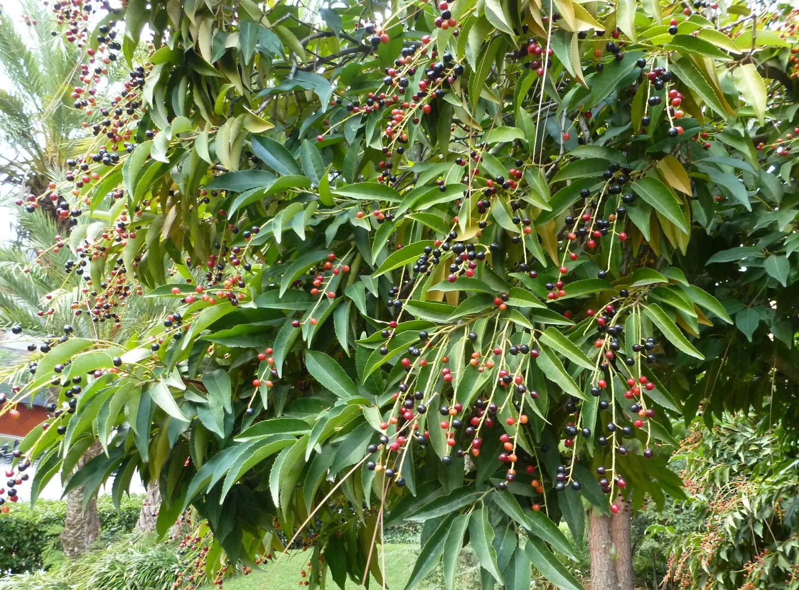 Árboles con alma: Laurel de Portugal. Loro. (Prunus lusitánico)
