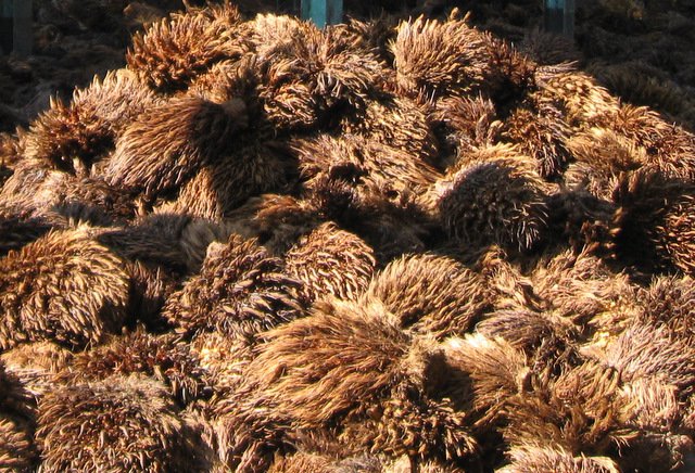 Fungsi Tandan Kosong Kelapa Sawit