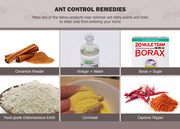 22 Ways To Get Rid Of Ants Naturally with PICTURES ~ Best Homemade Gnat ...