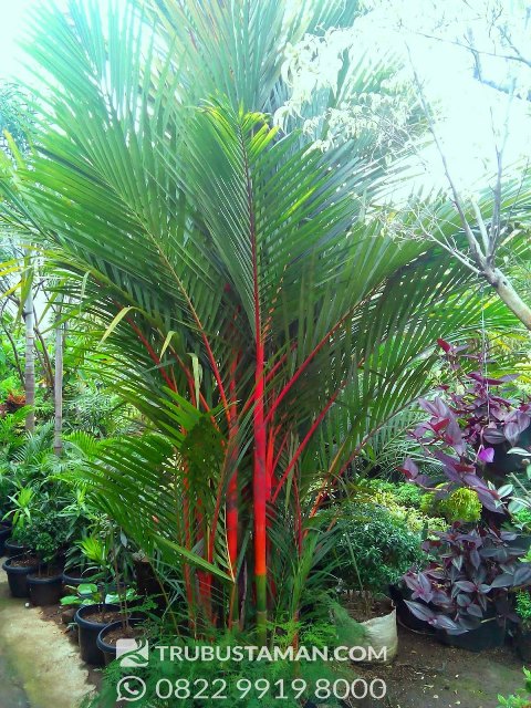 Jenis pohon Palem untuk taman - Jasa Tukang Taman jakarta