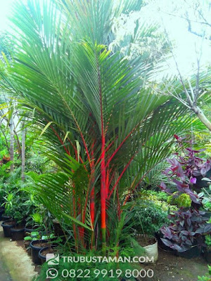 Jenis pohon Palem untuk taman - Jasa Tukang Taman jakarta