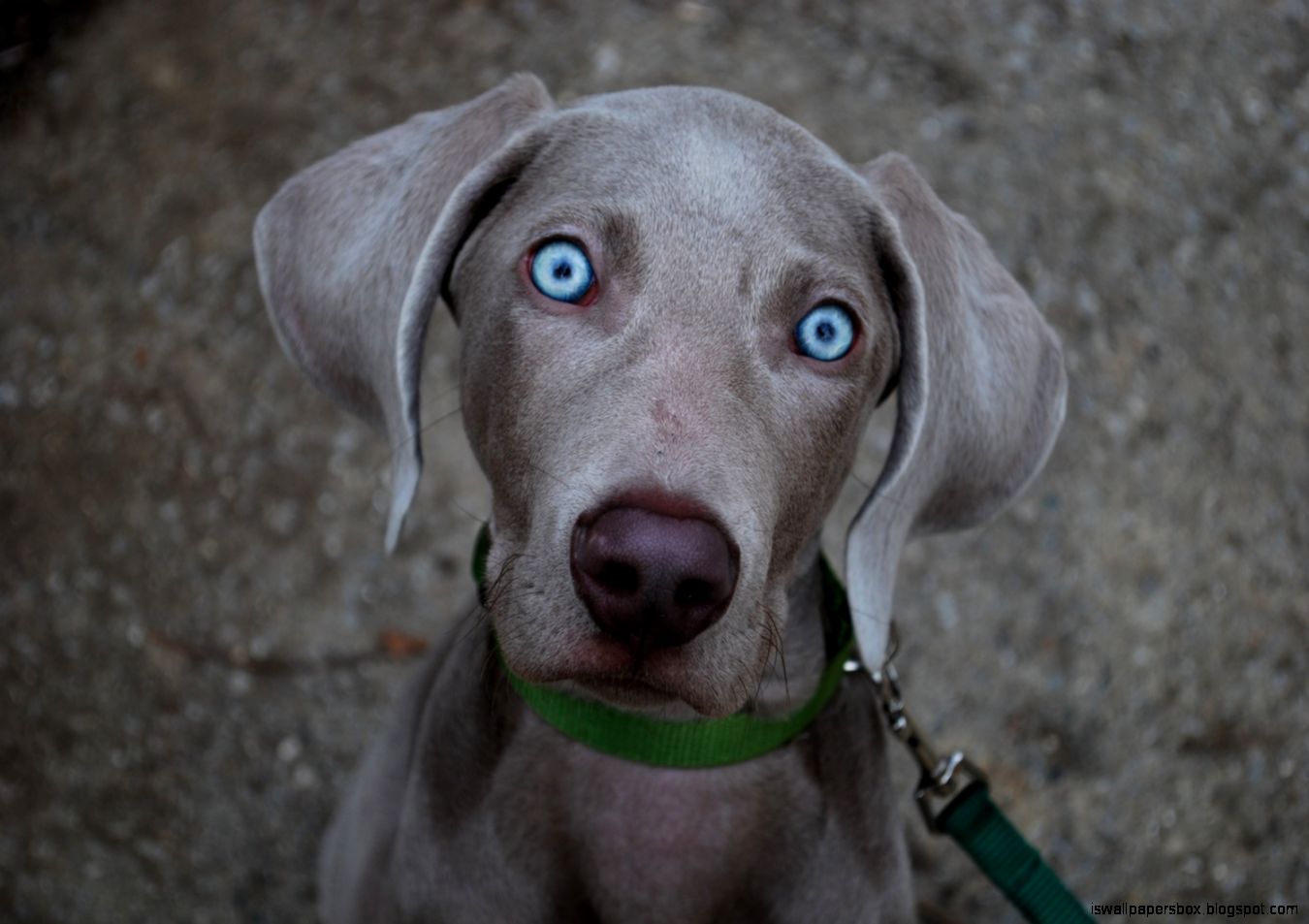 Weimaraner Dog Pictures | Wallpapers Box