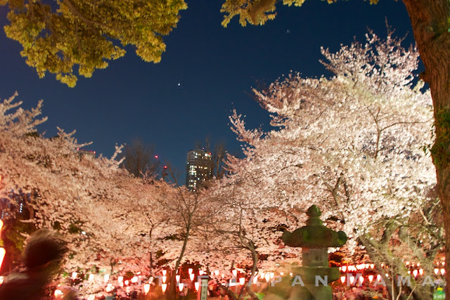 little japan mama : Night Sakura at Ueno Park