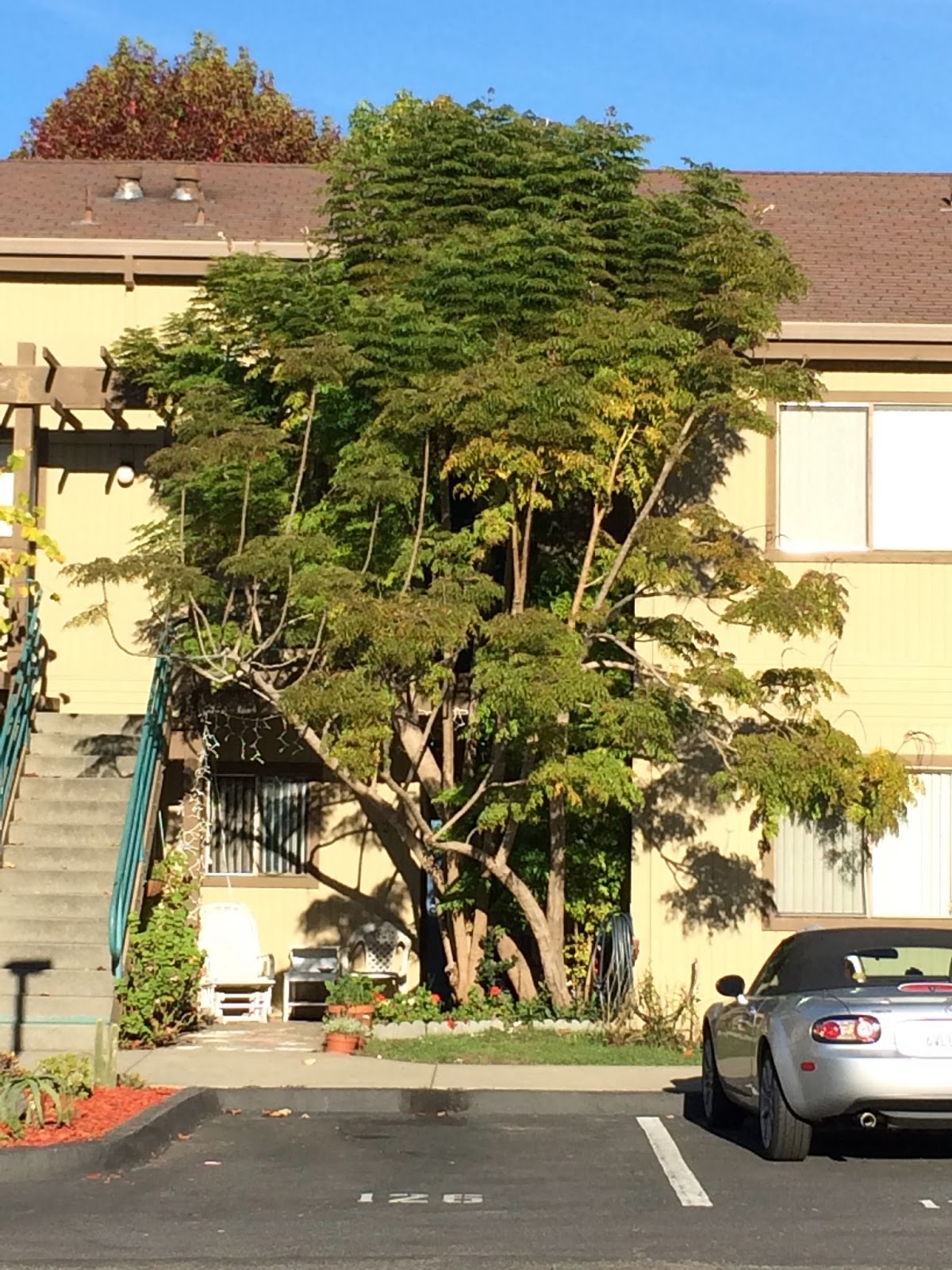 China Doll Tree House Plant