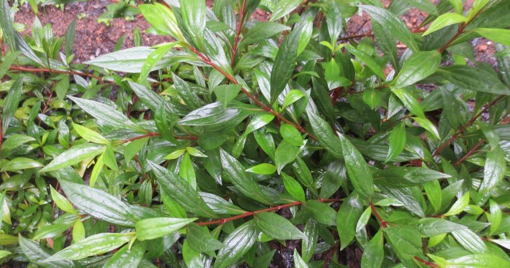 ආයාපාන [Ayapana] (Ayapana triplinervis) ~ අපේ ඔසුපැළ Medicinal Plants ...