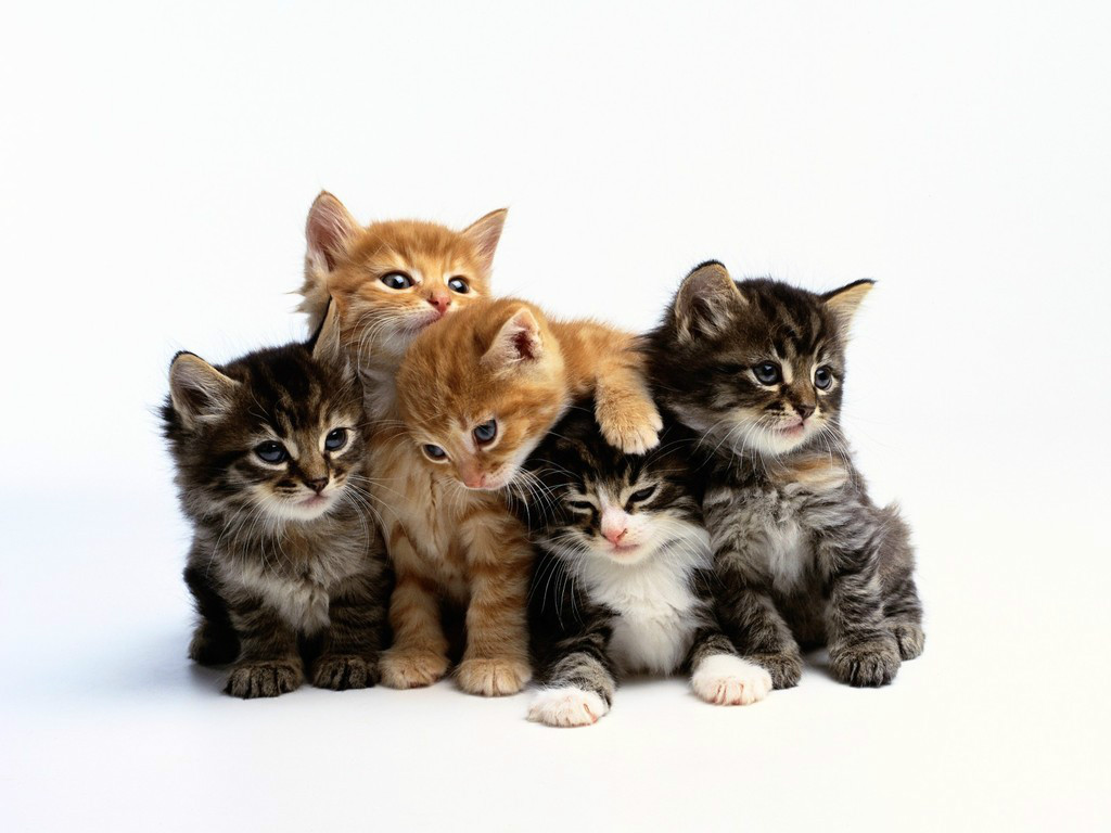 O Mundo Animal : Gatos