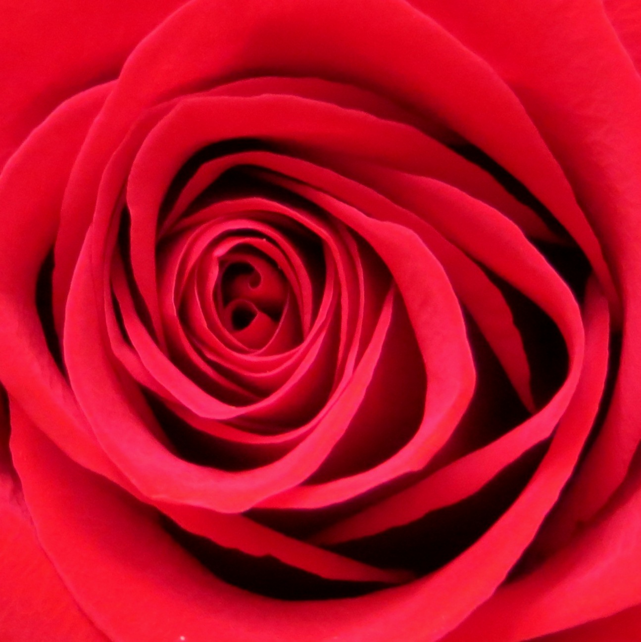 Colorful Connections: Anything But White