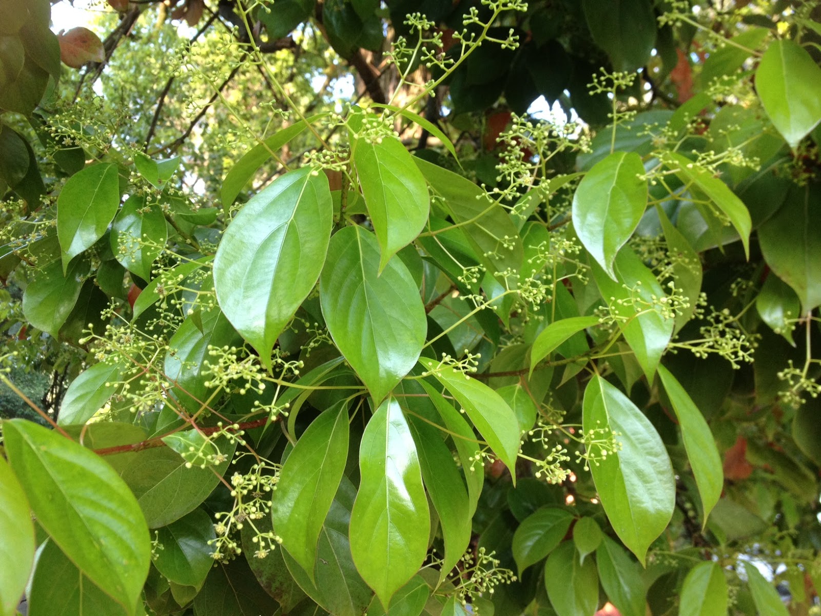 Storia di Toscolano-Maderno: L'ALBERO DELLA CANFORA