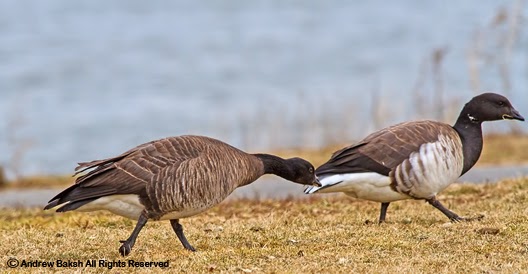 Birding Dude: Hybrid "Presumably" Brant X Cackling Goose in New York ...