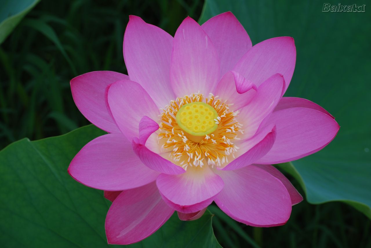 Direito a Poesia: Flor de Lótus