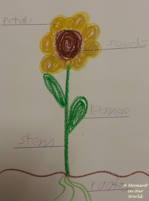 Our Sunflower Study - Simple Living. Creative Learning