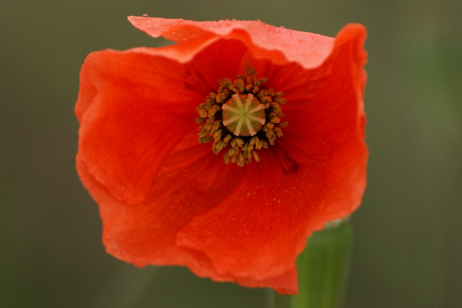 Wilde Planten: Papavers