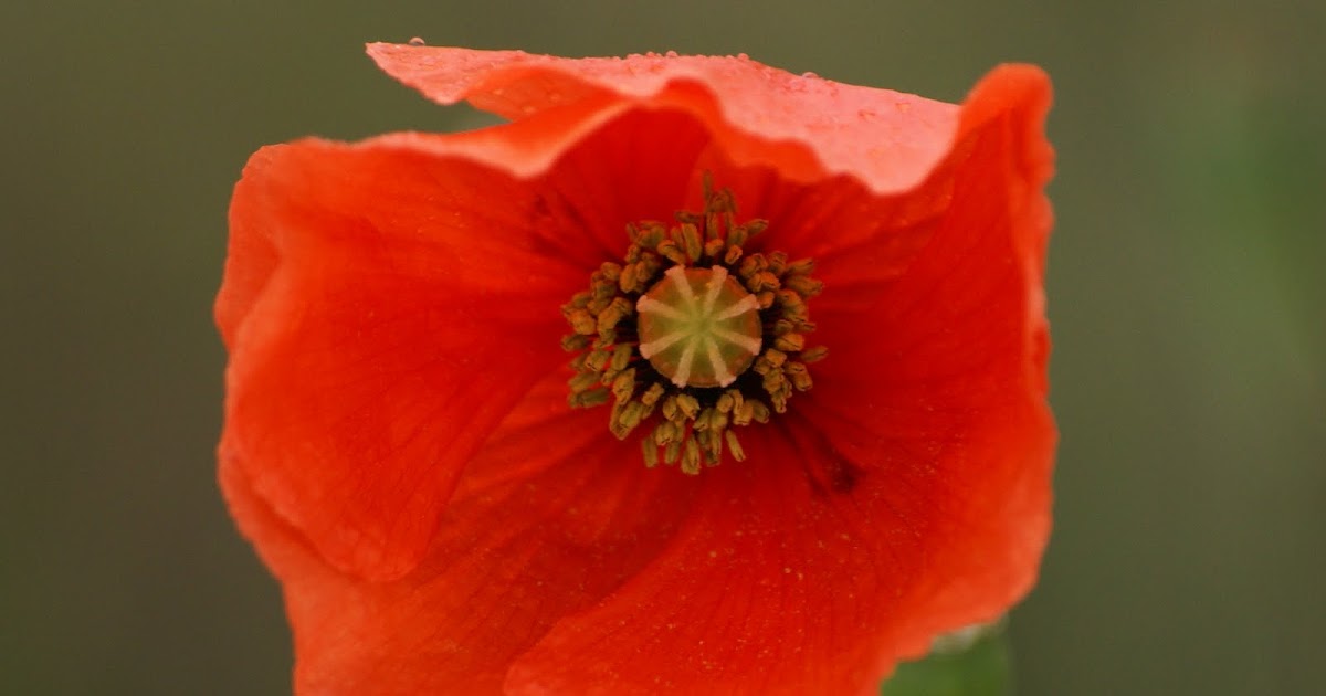 Wilde Planten: Papavers