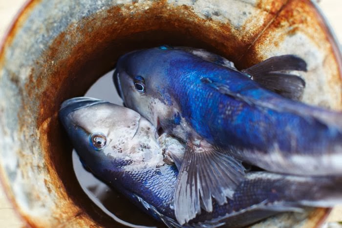 Got Buzz @ Kurman Communications: February 2014