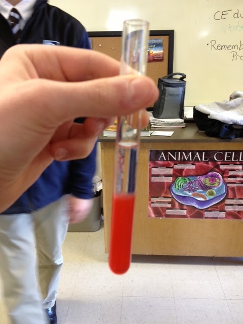 The Very Exciting Biology Blog: Strawberry DNA Extraction Lab