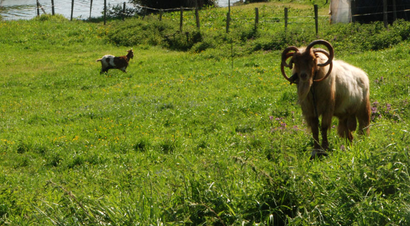 Paso a paso: Cornudo y apaleado