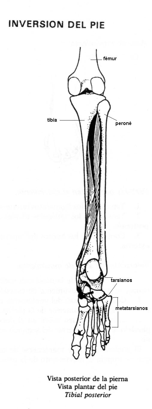 A MOVERSE !!: INVERSIÓN DEL PIE