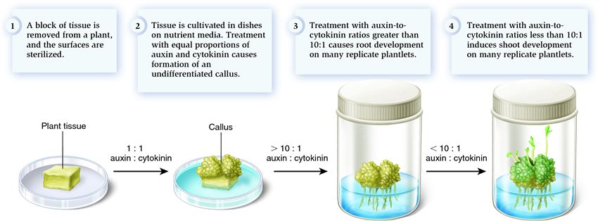 Urutan Yang Benar Dalam Kultur Jaringan Tanaman Adalah - Homecare24